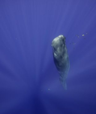 İspermeçet balinaları nasıl uyur? – Deniz Magazin